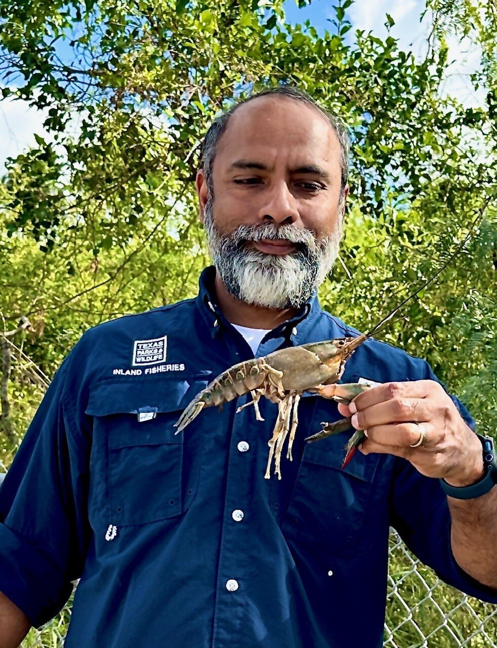 Australian native species go feral in USA as redclaw crayfish invade ...