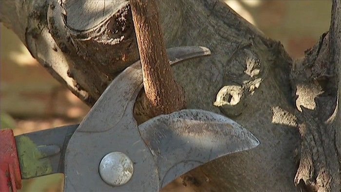 The Power of Pruning - Gardening Australia