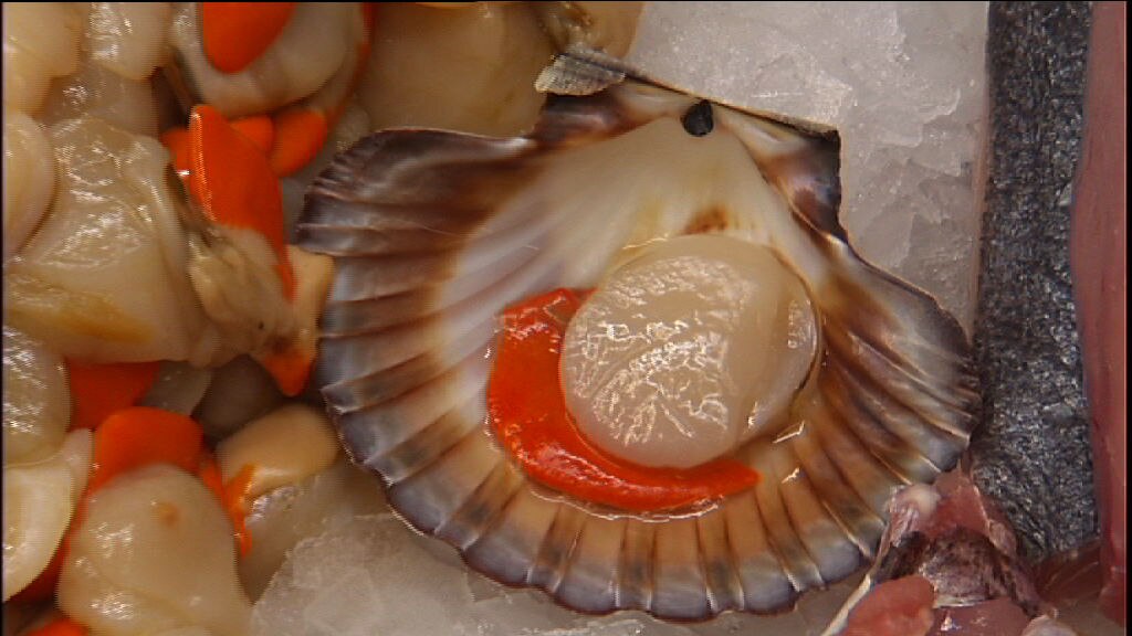 The Scallop Paddocks - ABC News