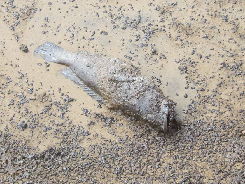 Qld seafood industry demands oil spill compo - ABC News