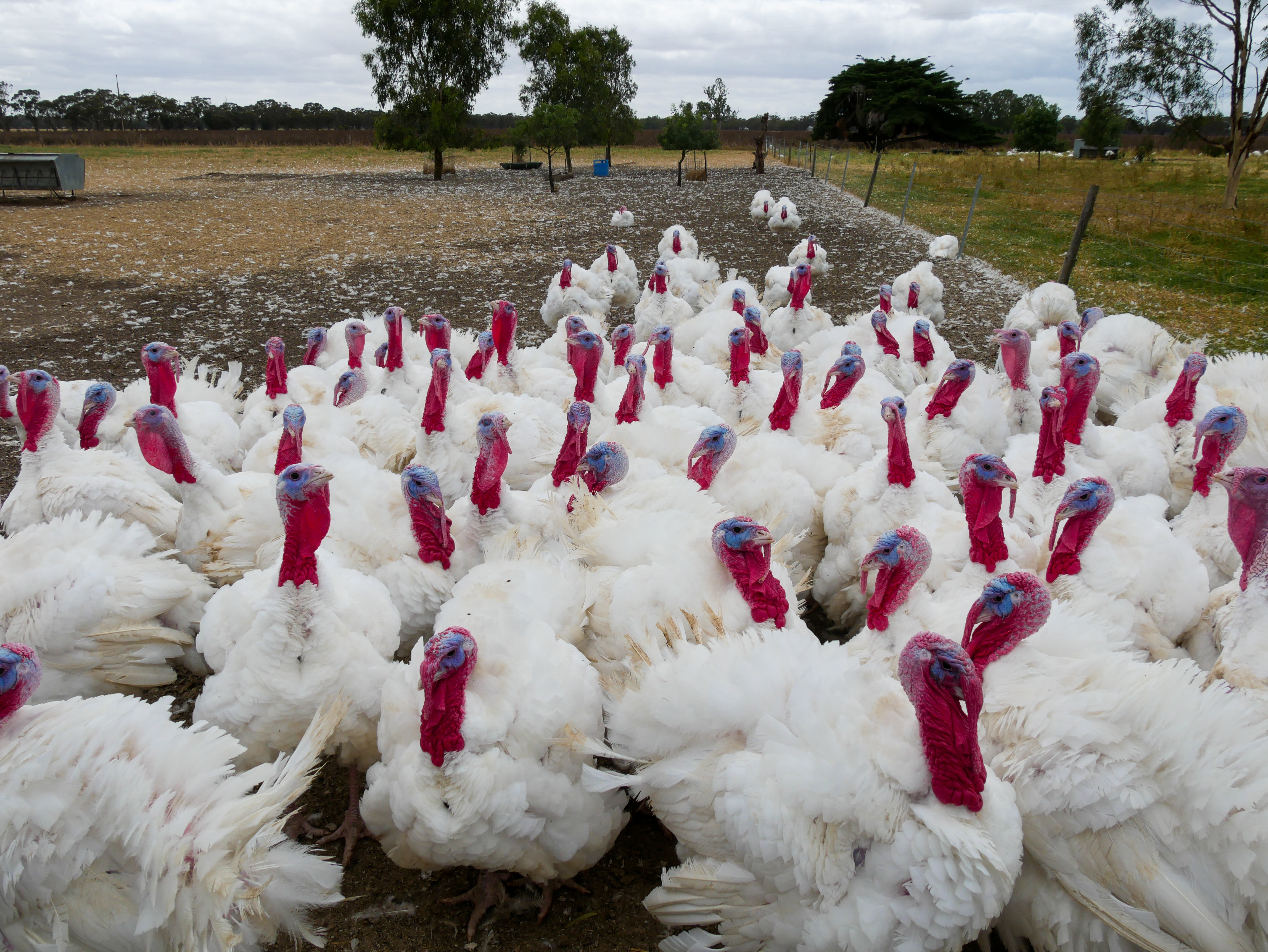 South Australia turkey farm, Pooginagoric Free Range Turkeys, is on the ...