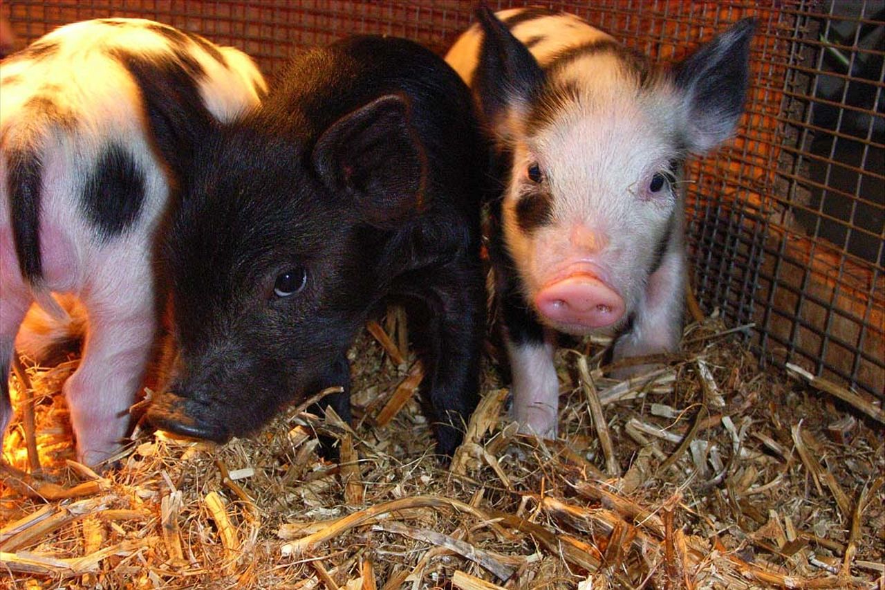 Eleven little pigs - ABC News