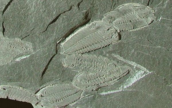 Giant trilobites had complex social lives - ABC News