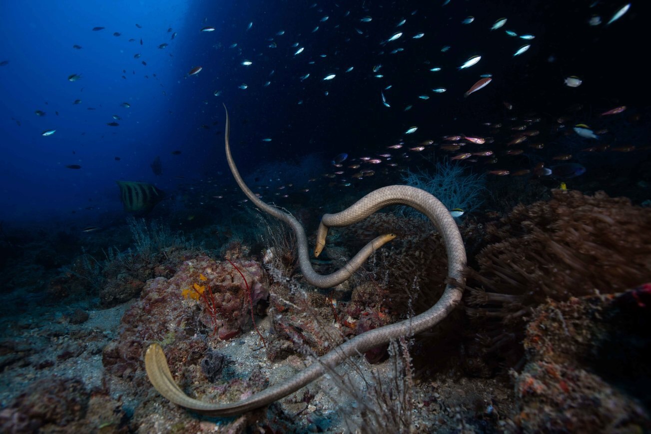 The weird, wonderful and worrying world of sea snakes - ABC News
