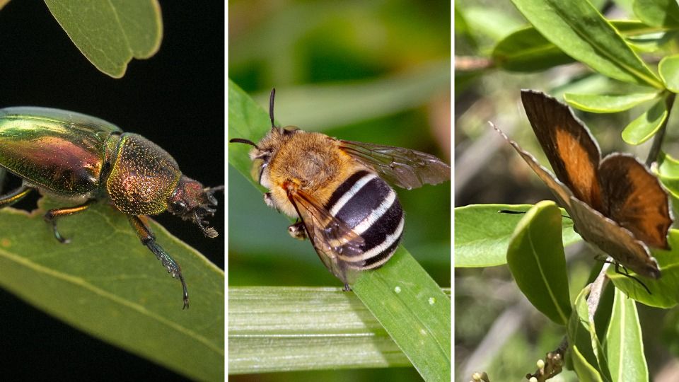 ABC announces first Australian Insect of the Year award via online poll ...