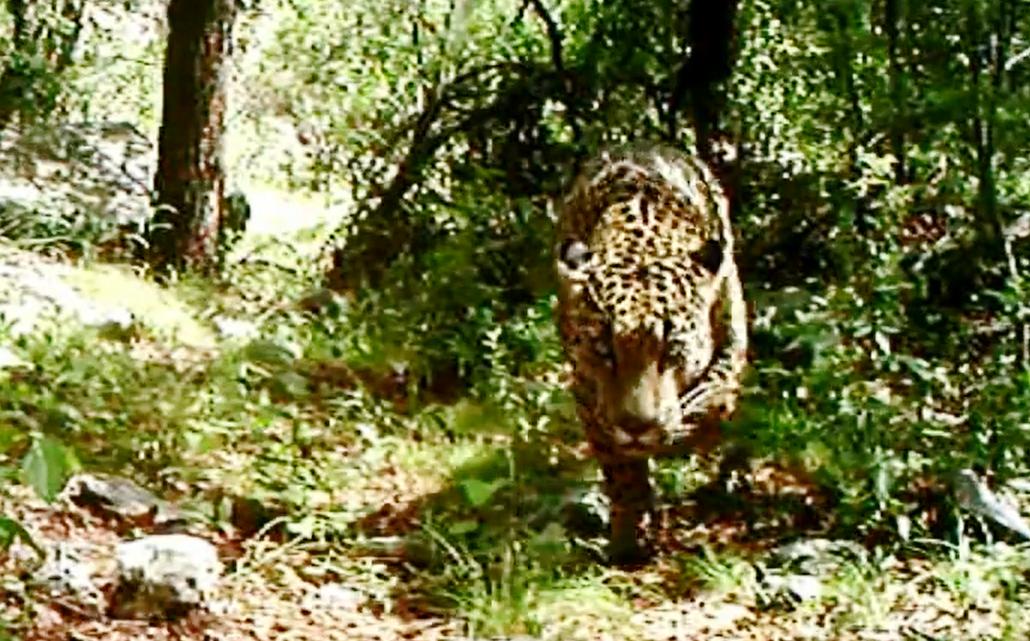 El Jefe, only wild jaguar in US, captured on video in Arizona - ABC News
