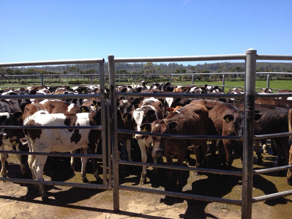 Denmark at the forefront of reducing methane emissions from farm ...