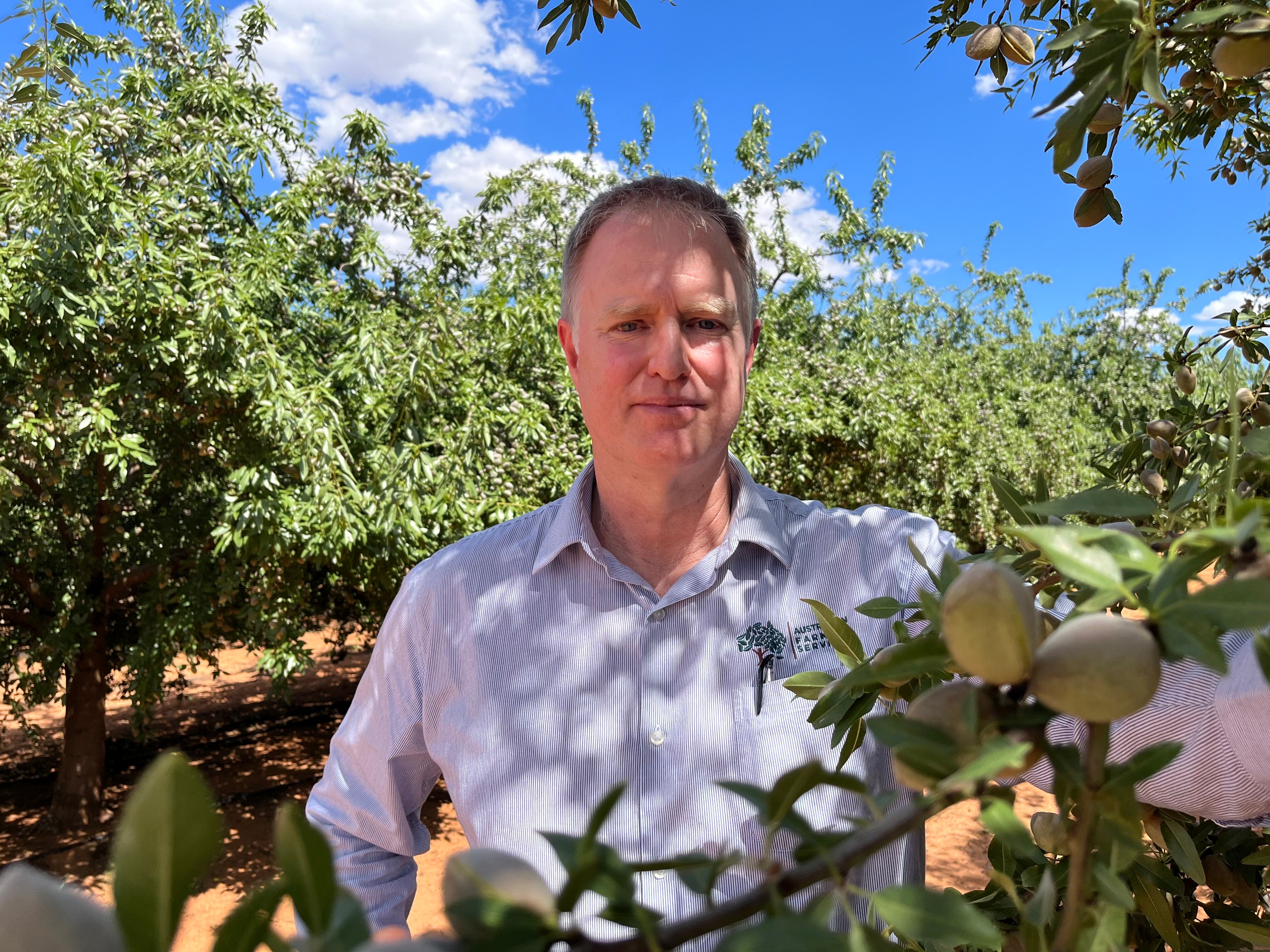 Water-intensive almonds now the largest crop grown in the lower Murray amid call for moratorium ...