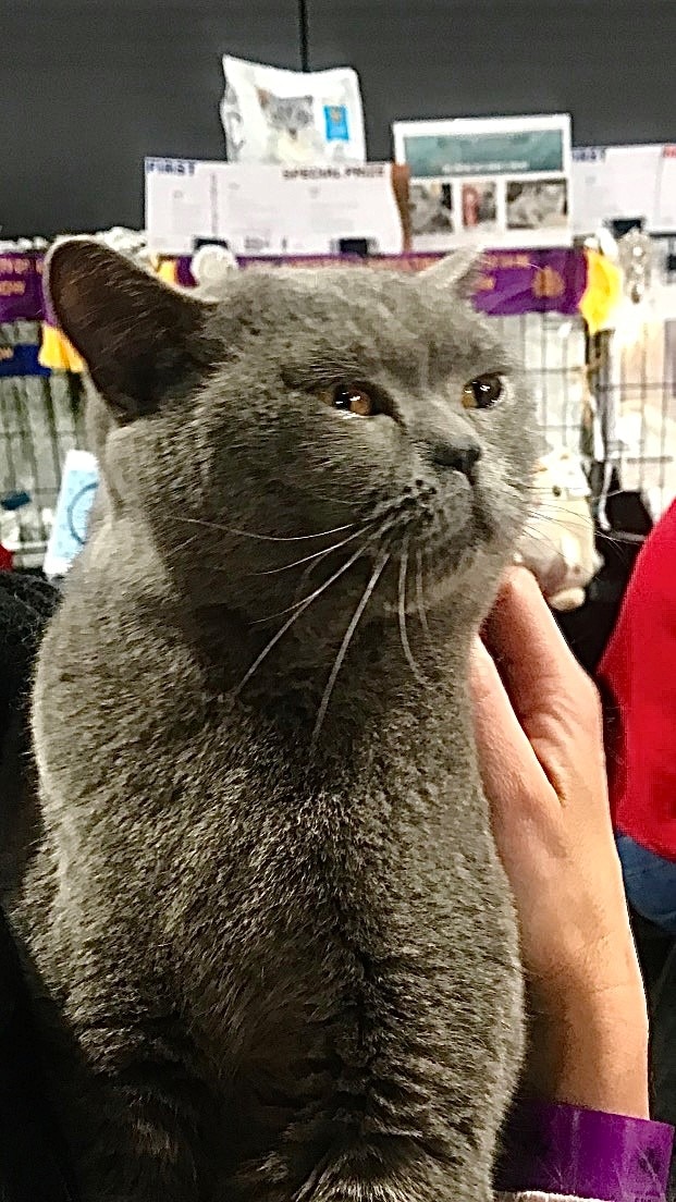 Pedigree, temperament and quality. The recipe for SA cat breeder's Show ...