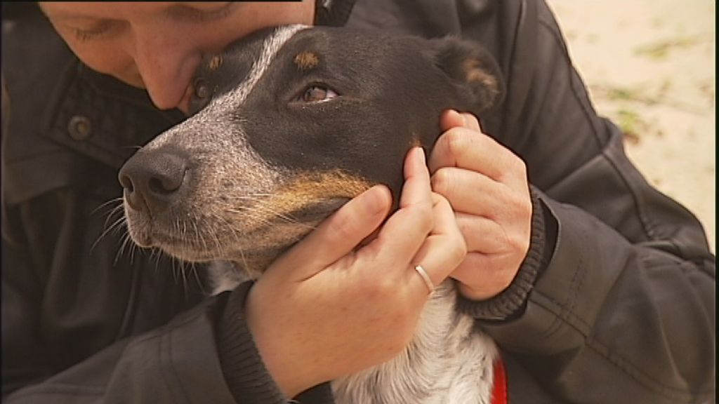 Charities show some ruff love to homeless - ABC News