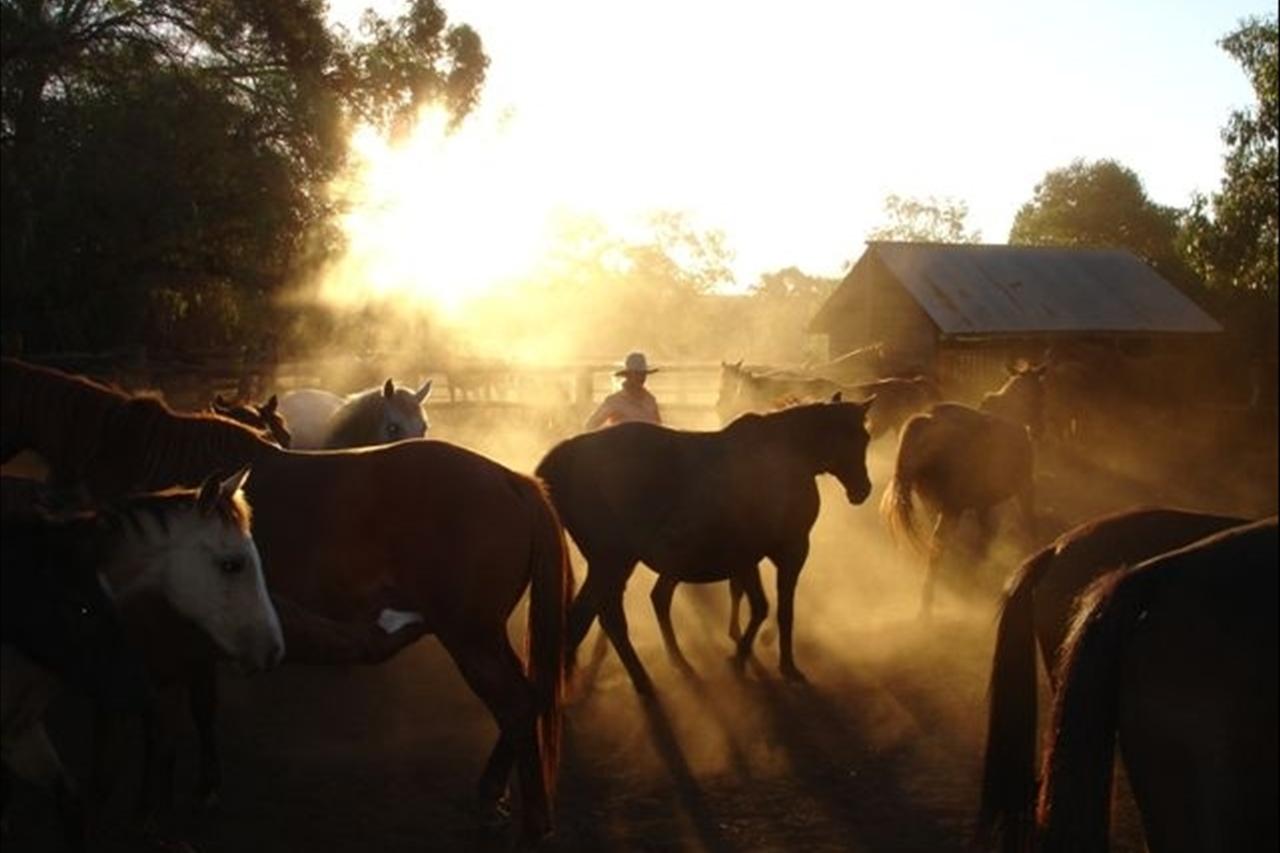 ABC Rural to crown the Northern Territory's Best ringers - ABC News