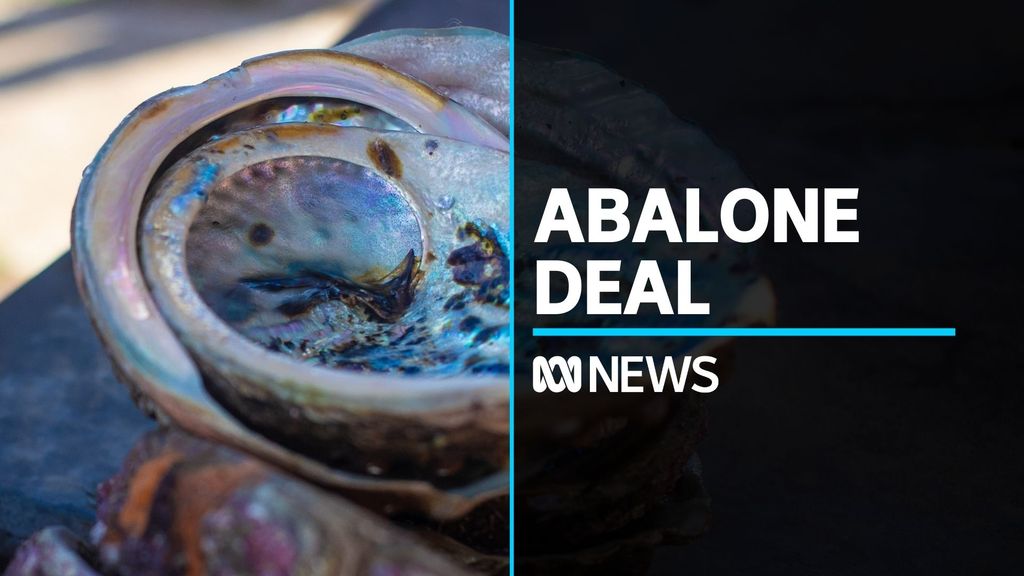 Indigenous deal to run commercial abalone fishery - ABC News