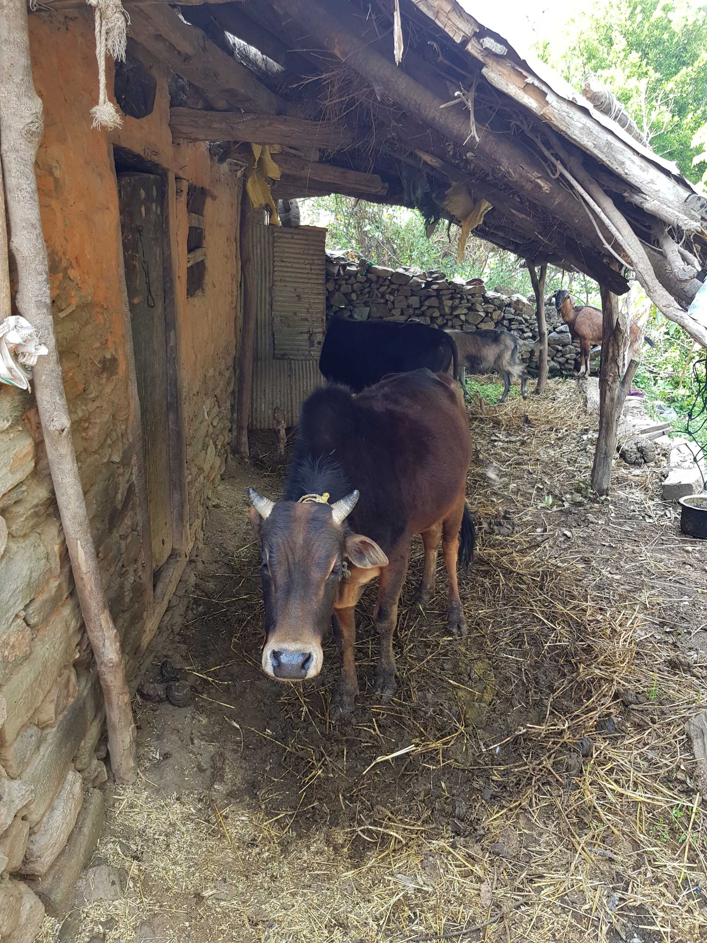 'Menstruation huts' still widespread in Nepal, despite them being ...