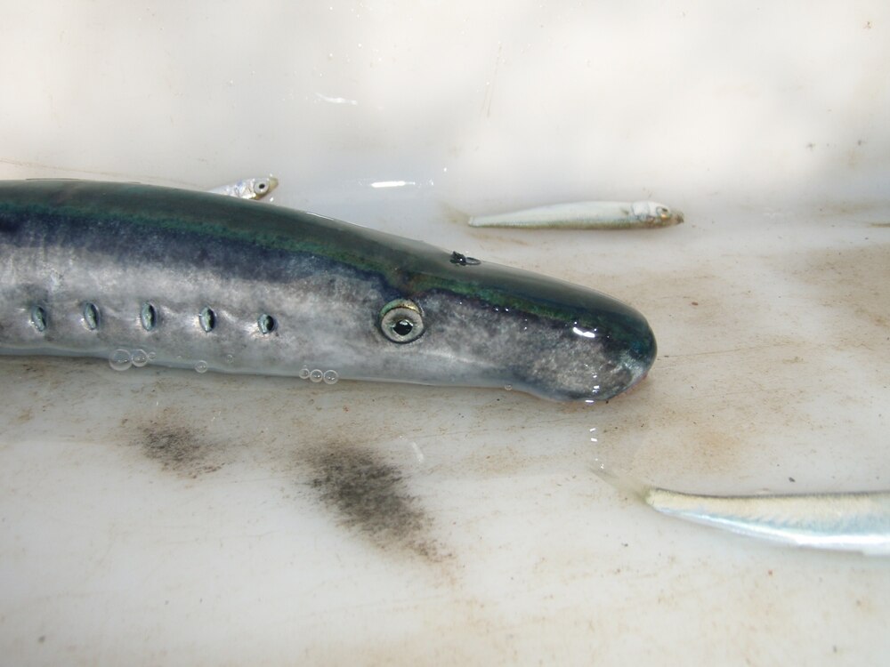 Lamprey fish still parched after drought - ABC News