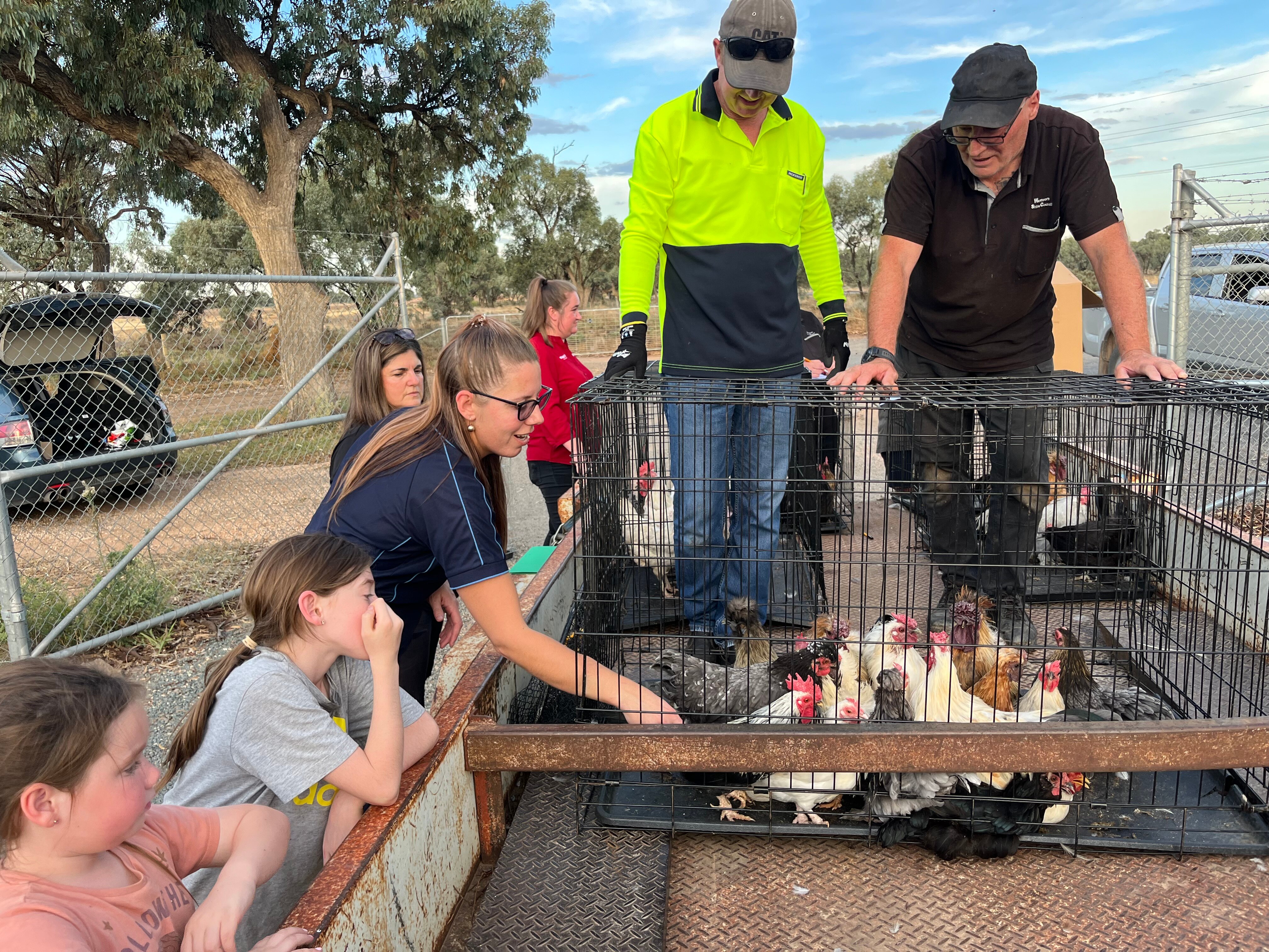Forever homes found for 80 chickens displaced by floods - ABC News