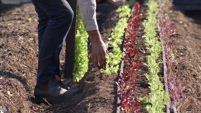 Growing School - Gardening Australia