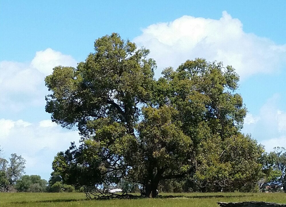 Black cockatoo nesting sites at risk in Bunbury subdivision - ABC News