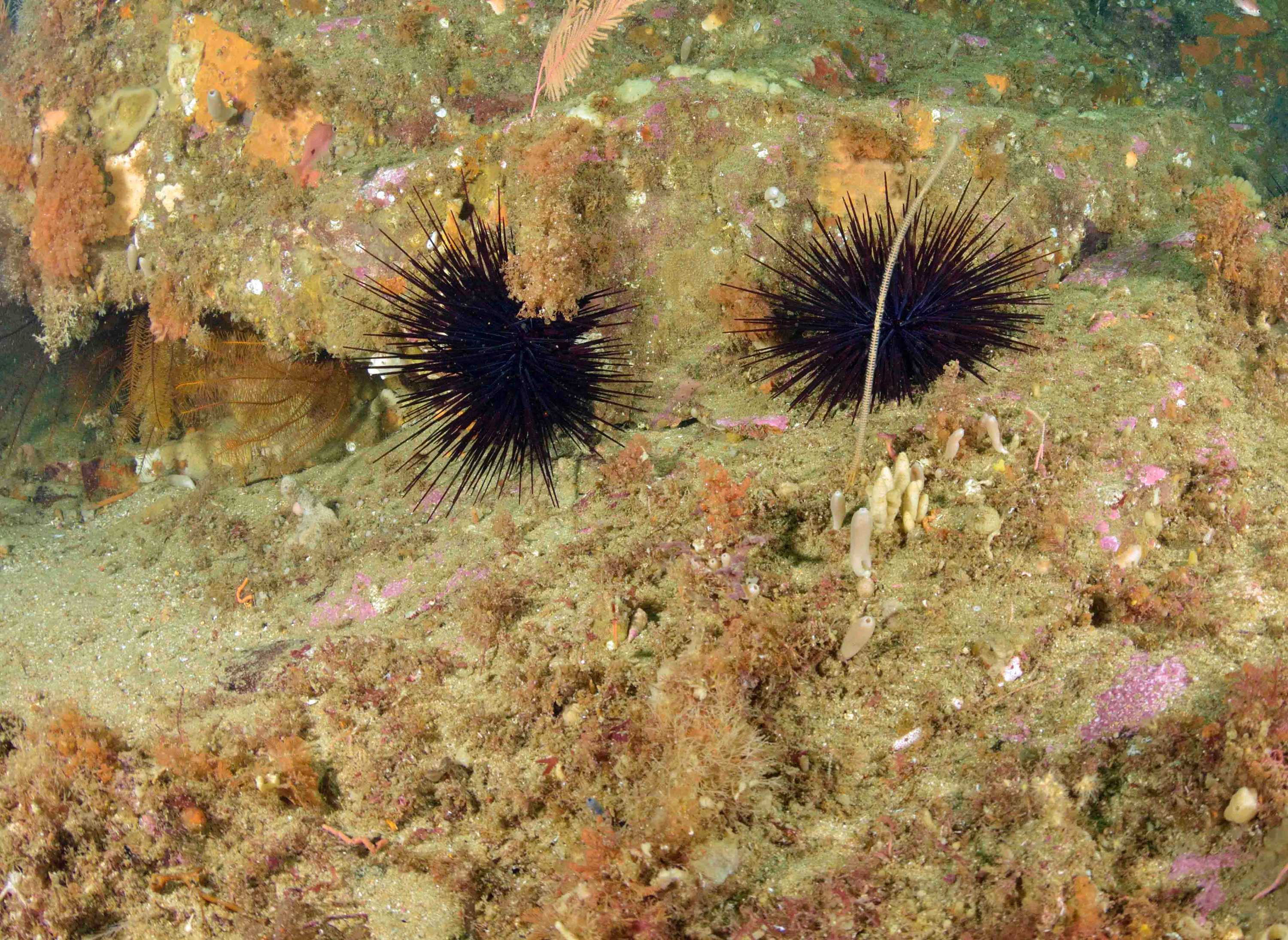 Deep diving with 'monsters, amazing alien animals' — what's it like ...