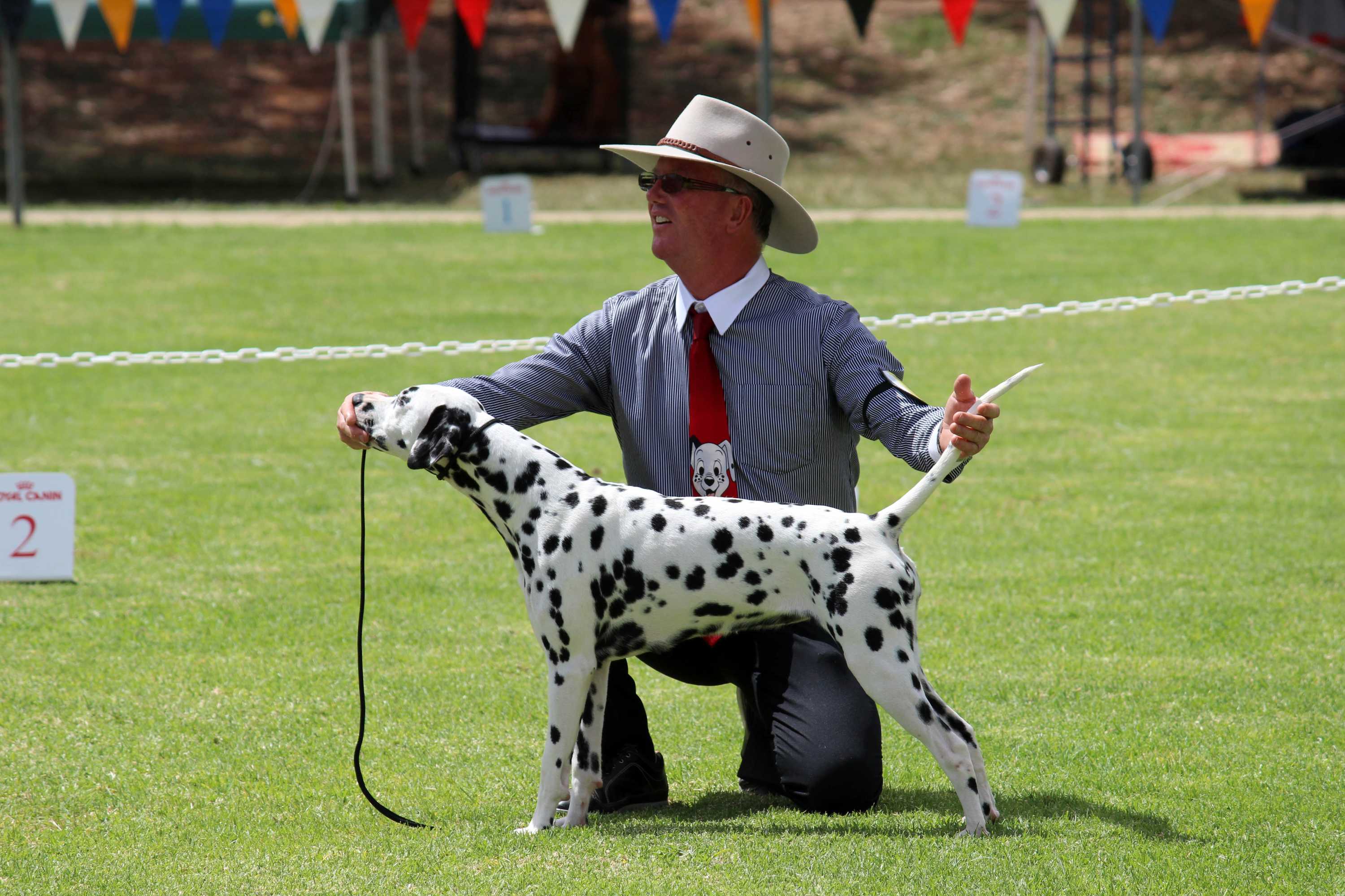 Royal Canberra show: Pretty pollies, proud pooches reign supreme - ABC News