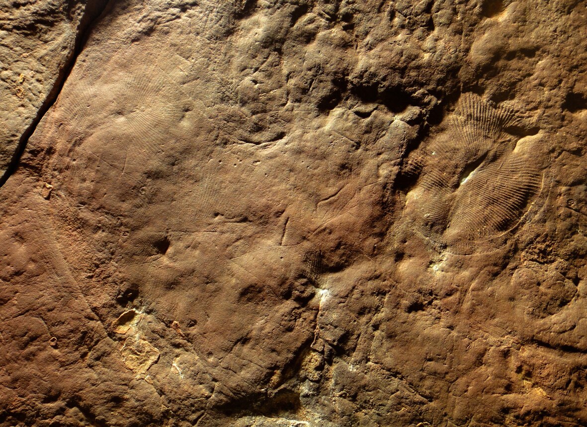 Fossilised fat confirms this Ediacaran fossil is Earth's oldest known ...