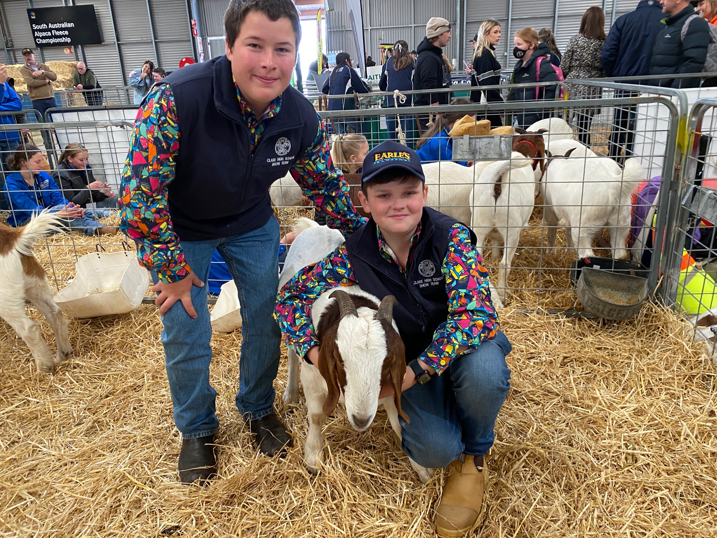 Bazz the therapy goat guzzles food between pats - ABC News