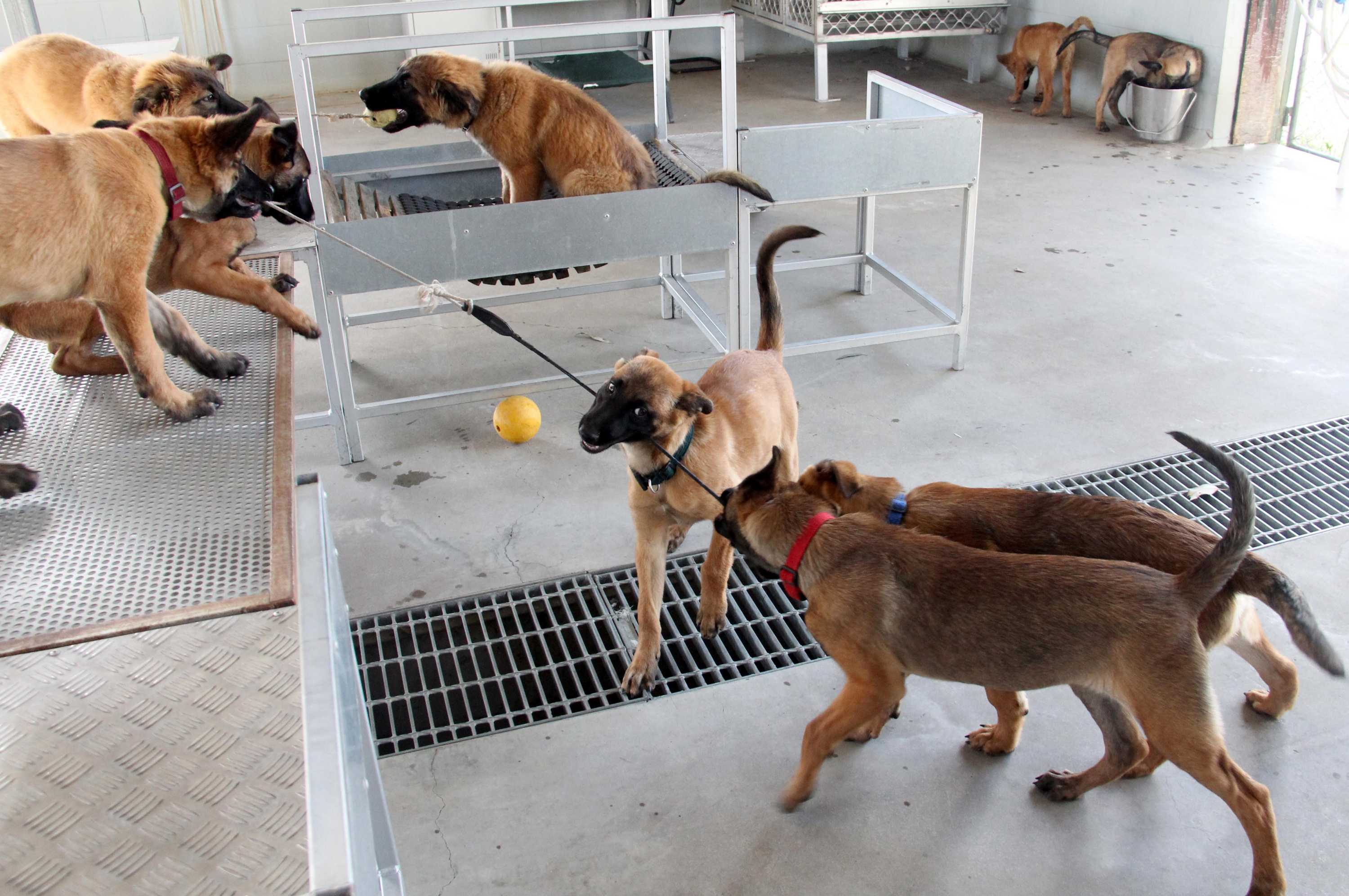 Royal Australian Air Force Military Working Dogs considered for ...