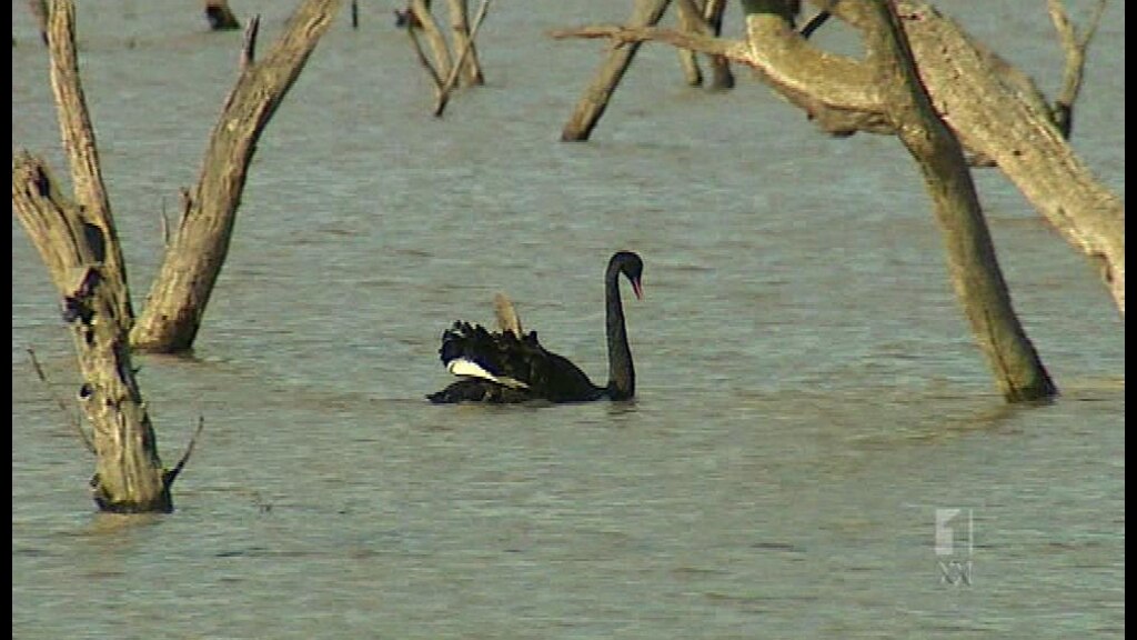 Basin Cut - ABC News