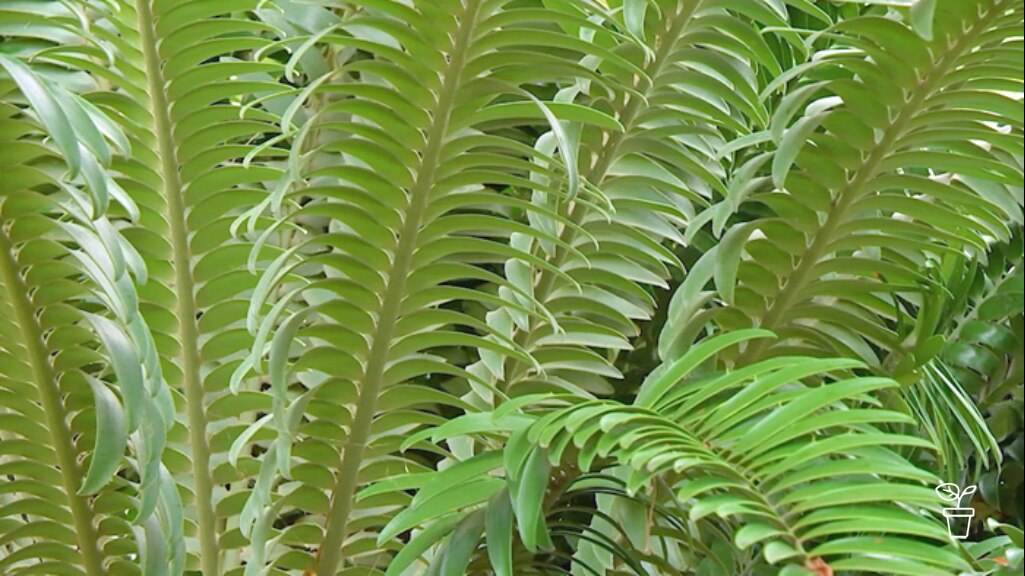 Propagating Cycads - Gardening Australia