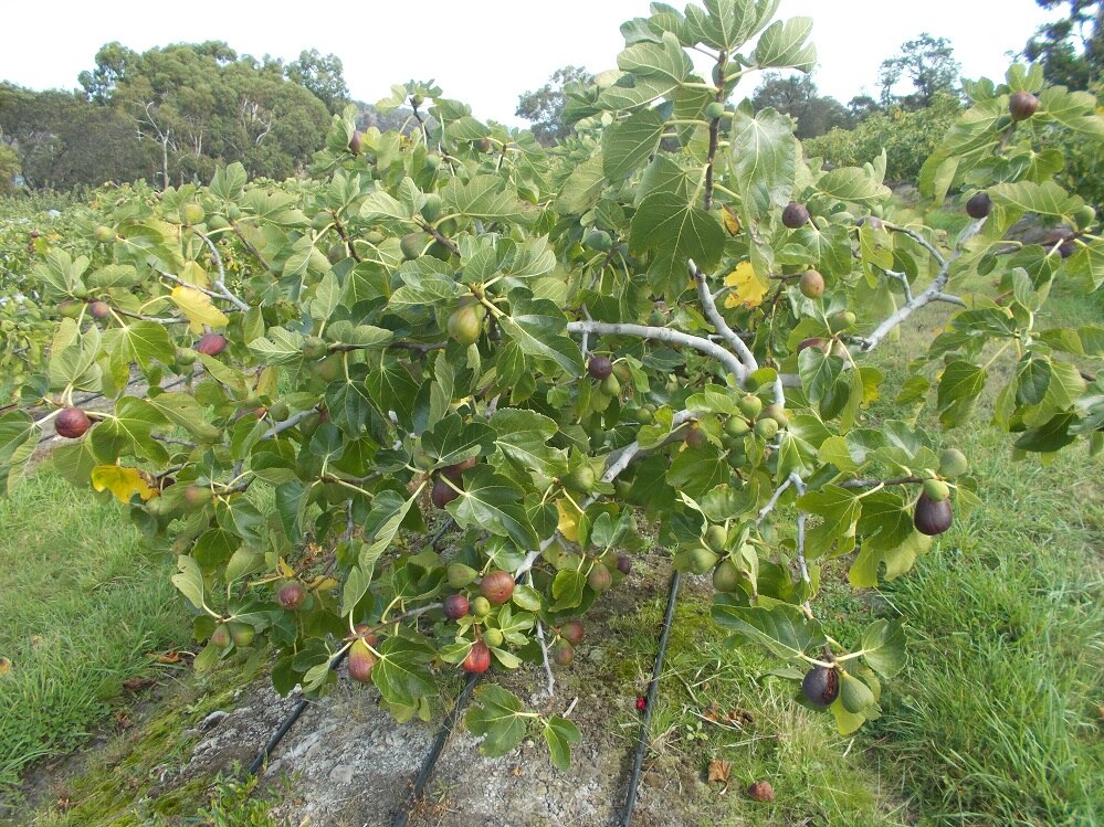 A Focus on the Fabulous Fig - ABC listen