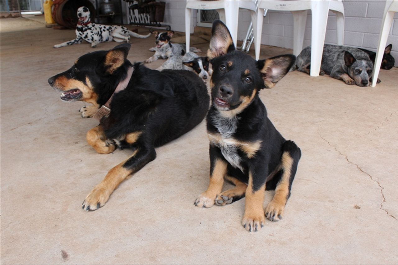 Wild dogs kill TV star - ABC News