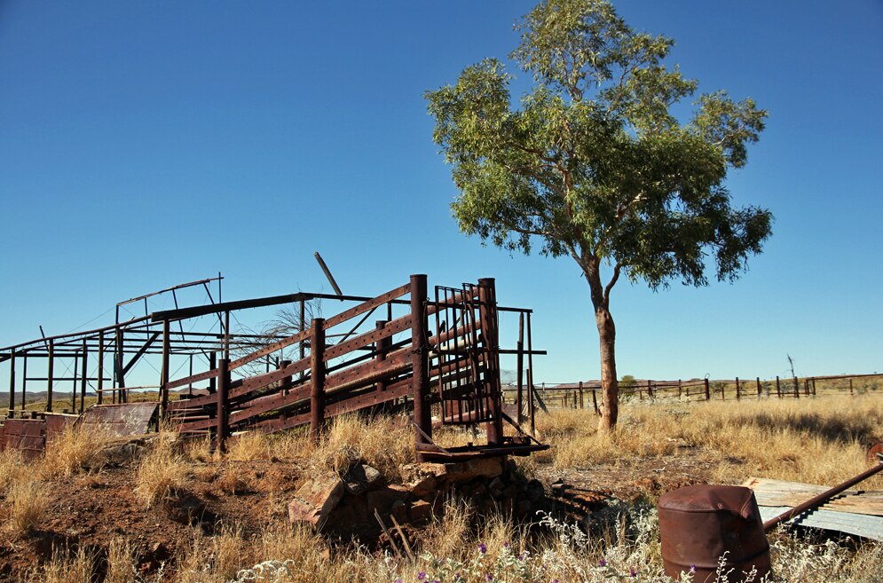Cattle station serves as veterans' retreat - ABC News