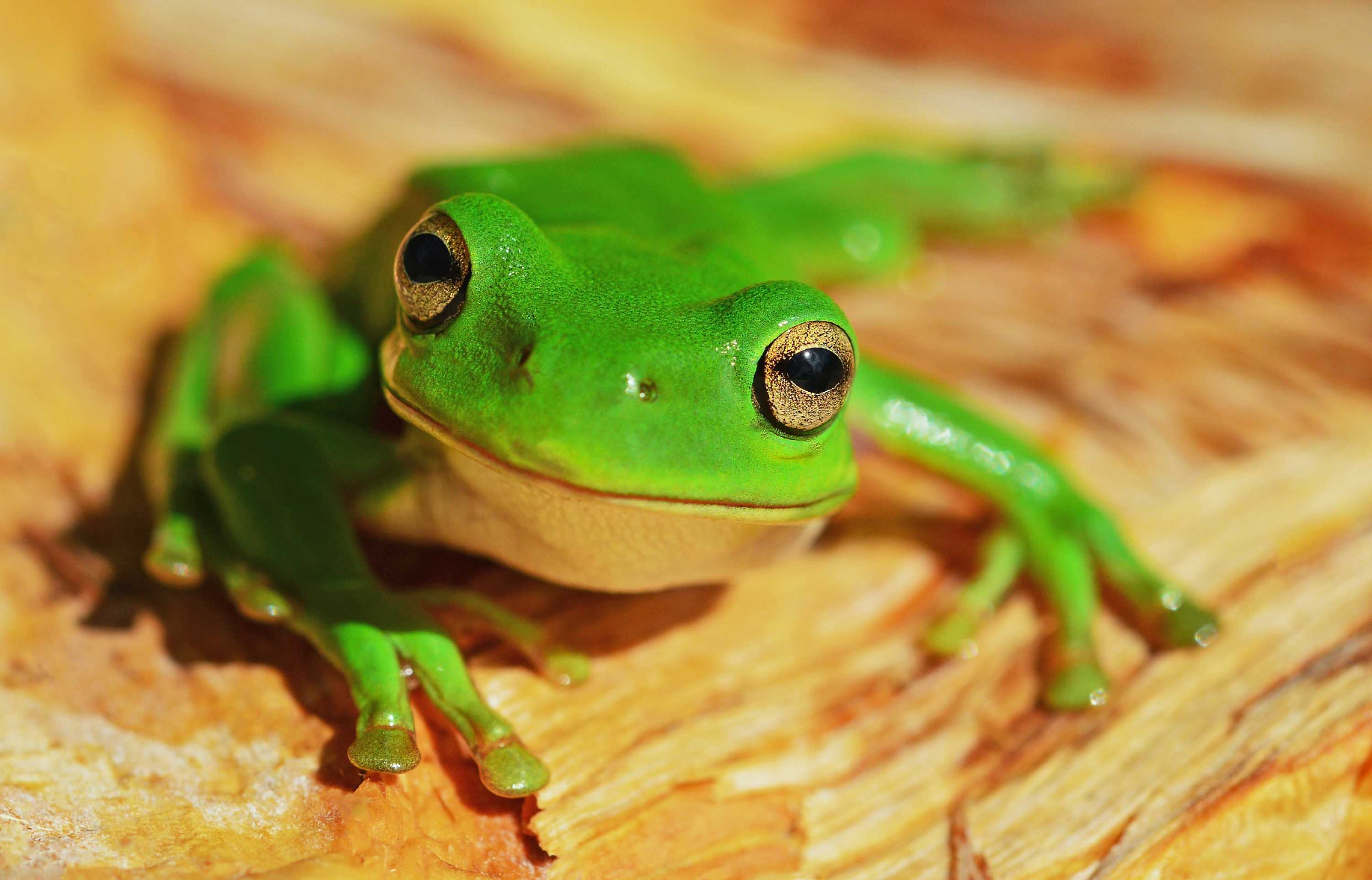 Fascinating facts about frogs! - ABC listen