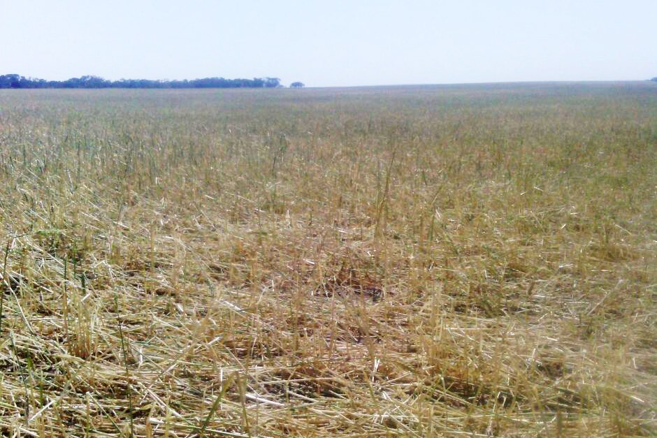 Farmers left reeling as hail storm destroys South East crops - ABC News