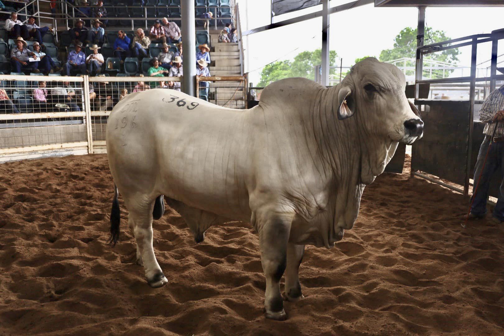 Semen from Australia's most expensive bull sells for $24,000 at auction ...