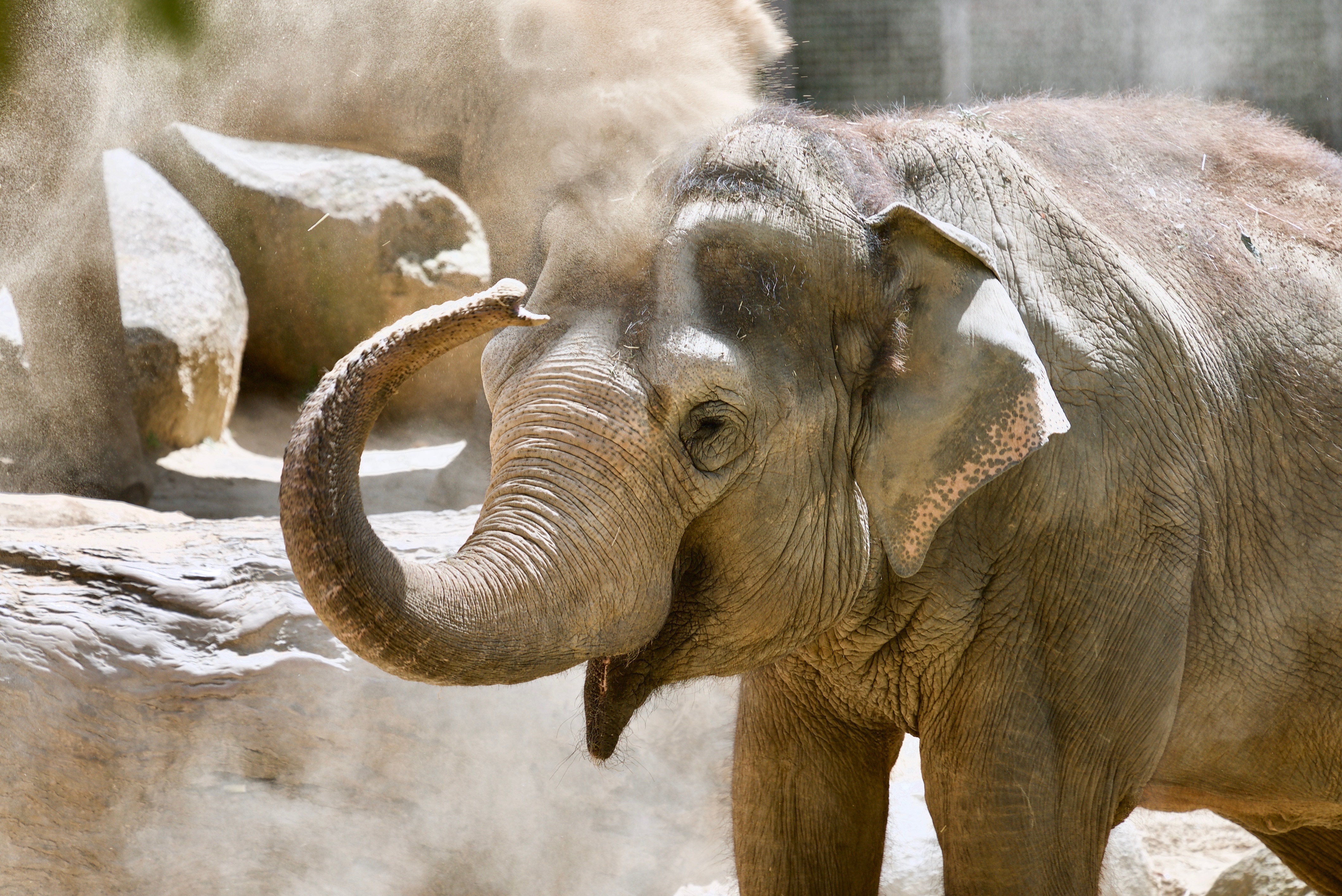 Melbourne’s elephants test for deadly disease before big move to ...