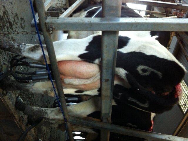 First farms access low interest loans - ABC News