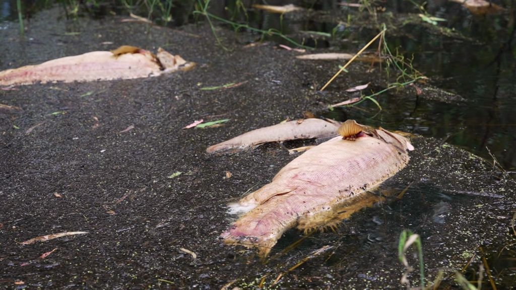 Parts of Murray-Darling Basin turning toxic from unprecedented ...