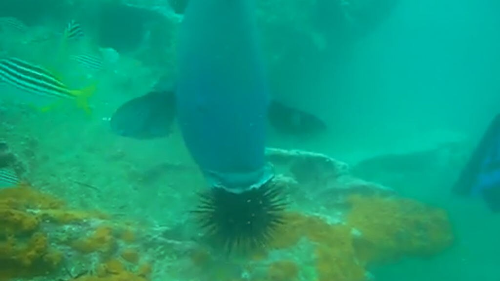 A blue groper eats a sea urchin - ABC News