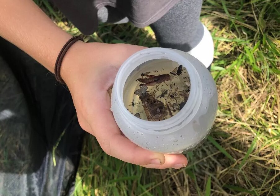 Insects captured by Australian school students could help scientists ...
