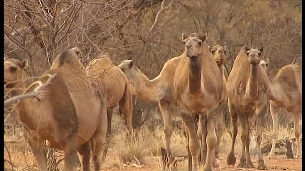 Camel numbers rising 10pc a year - ABC News