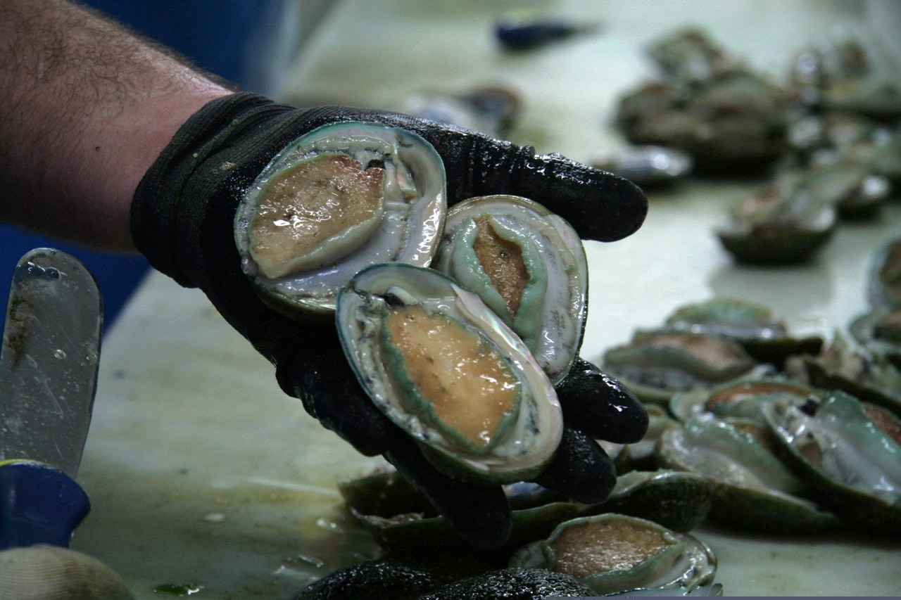 WA operators of world's first abalone ranch make plans to double in ...