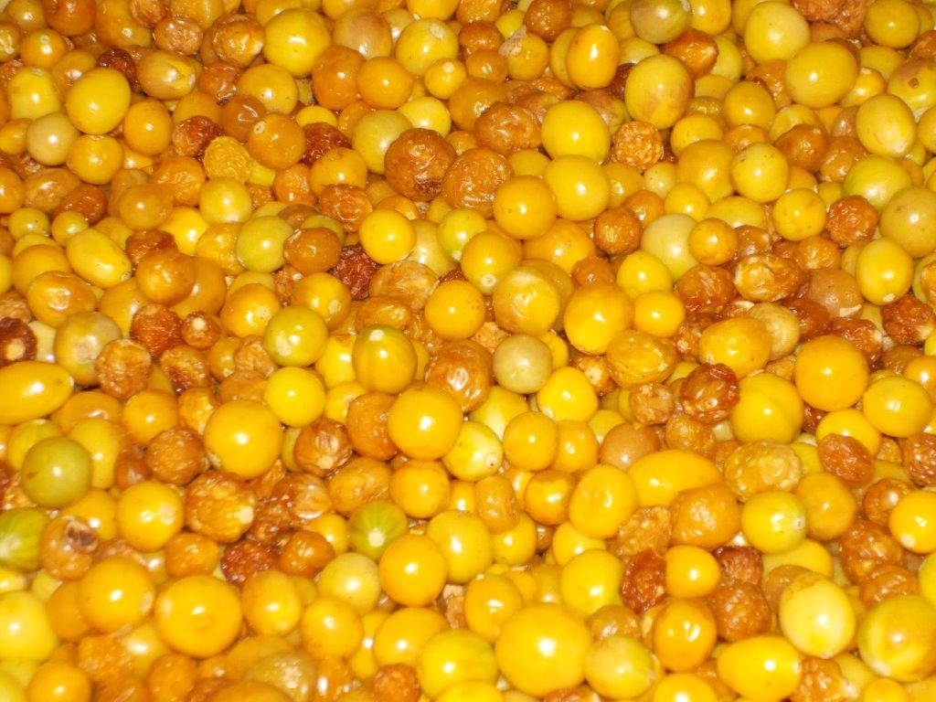 Bush tomato farm anticipates promising harvest after tough few years in ...