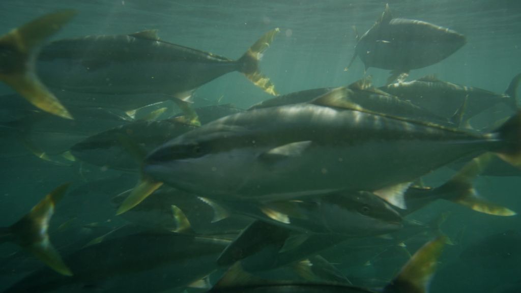 Future Fish: Commercial trials of kingfish farming in ocean pens - ABC News