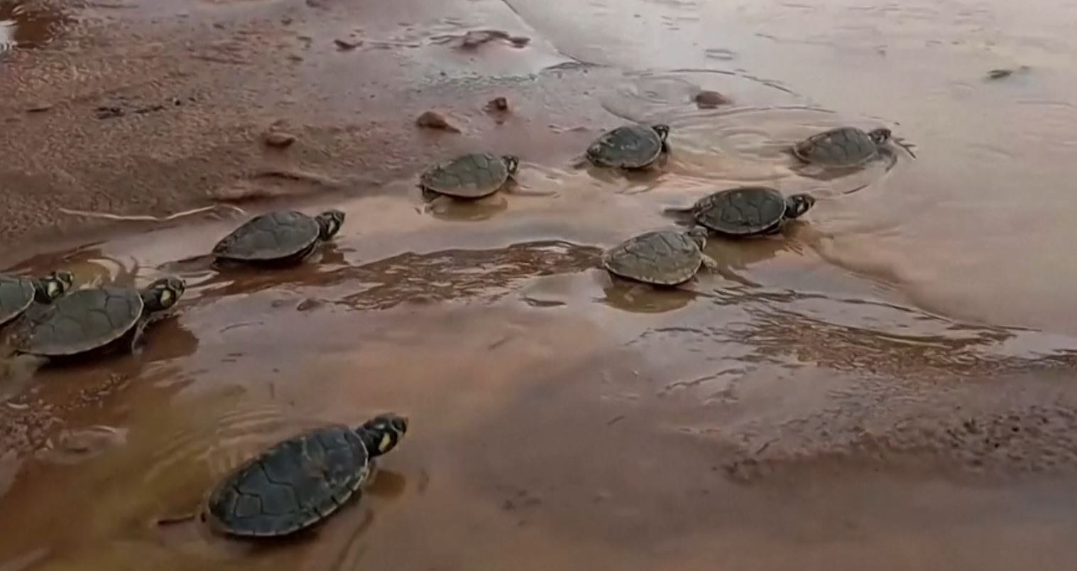 One million Amazon River turtles released at Bolivia-Brazil border in ...