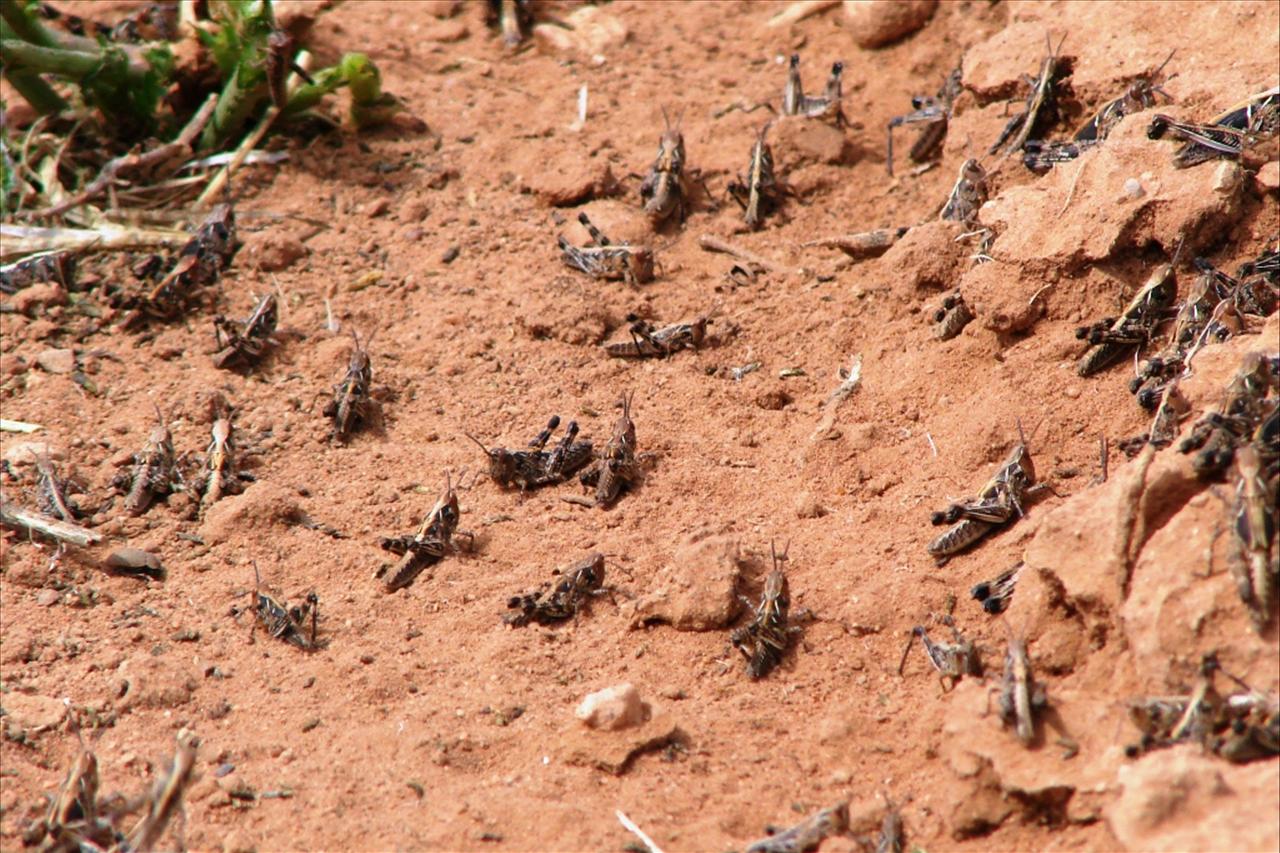 Plague locusts hatching and hungry in wet summer conditions at the NSW ...