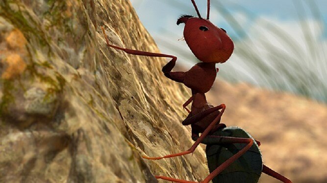 Nature of Australia: Ants and the ecosystem - ABC Education