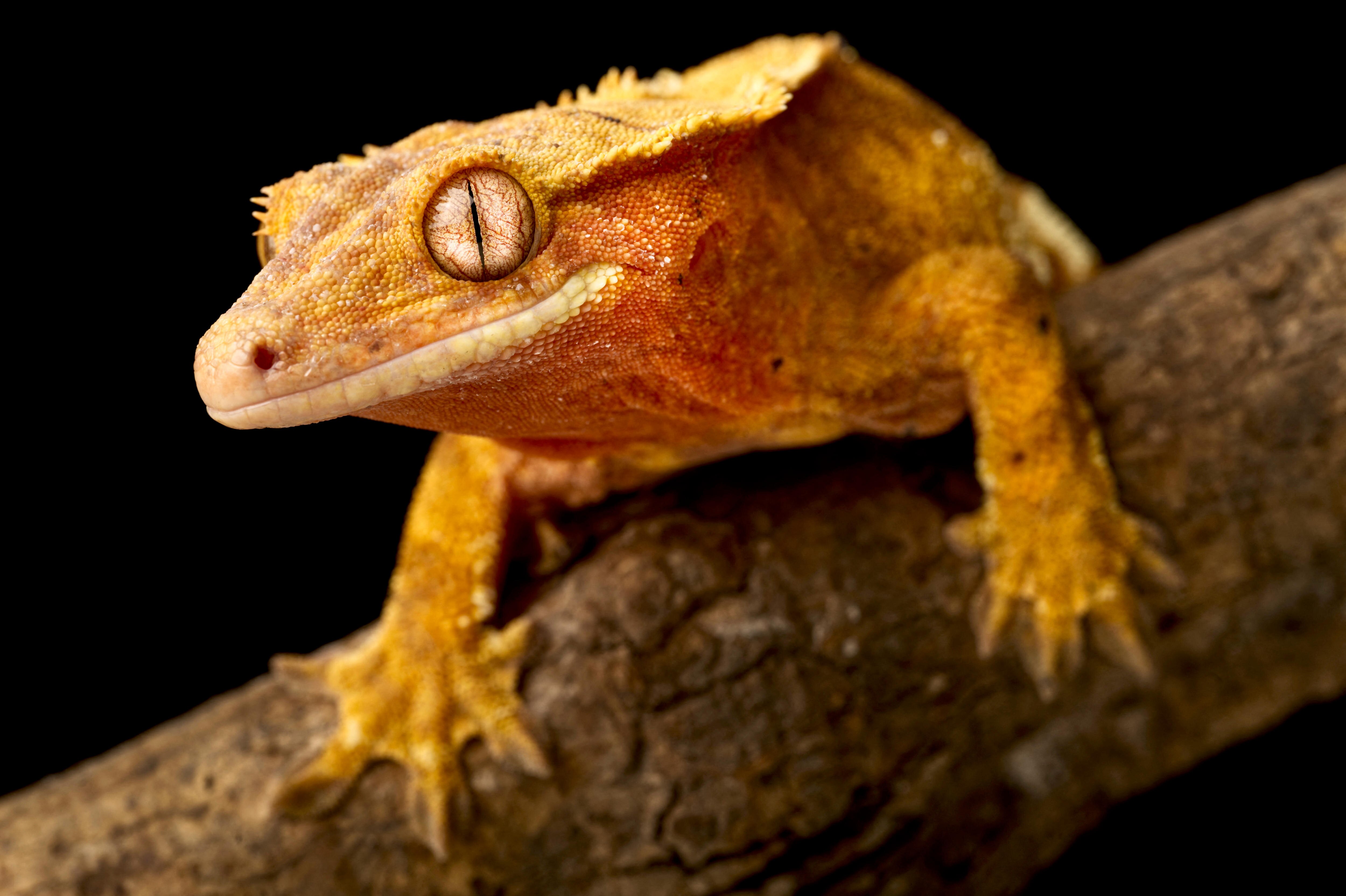 Geckos are hot property in the pet trade — and poachers are scouring ...