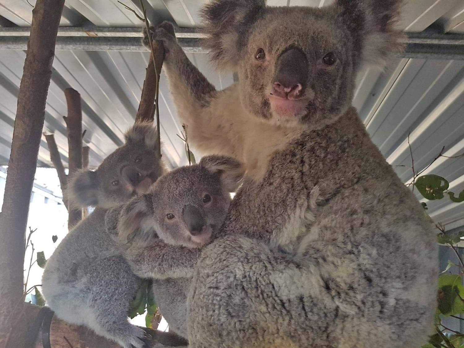 Koala and joey rescued from the Queensland bushfires to be released ...