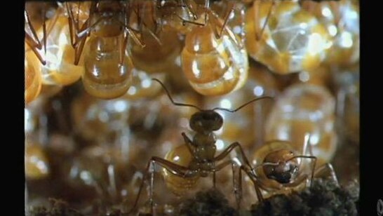 Our Animals: Ant habitats and colony structure - ABC Education