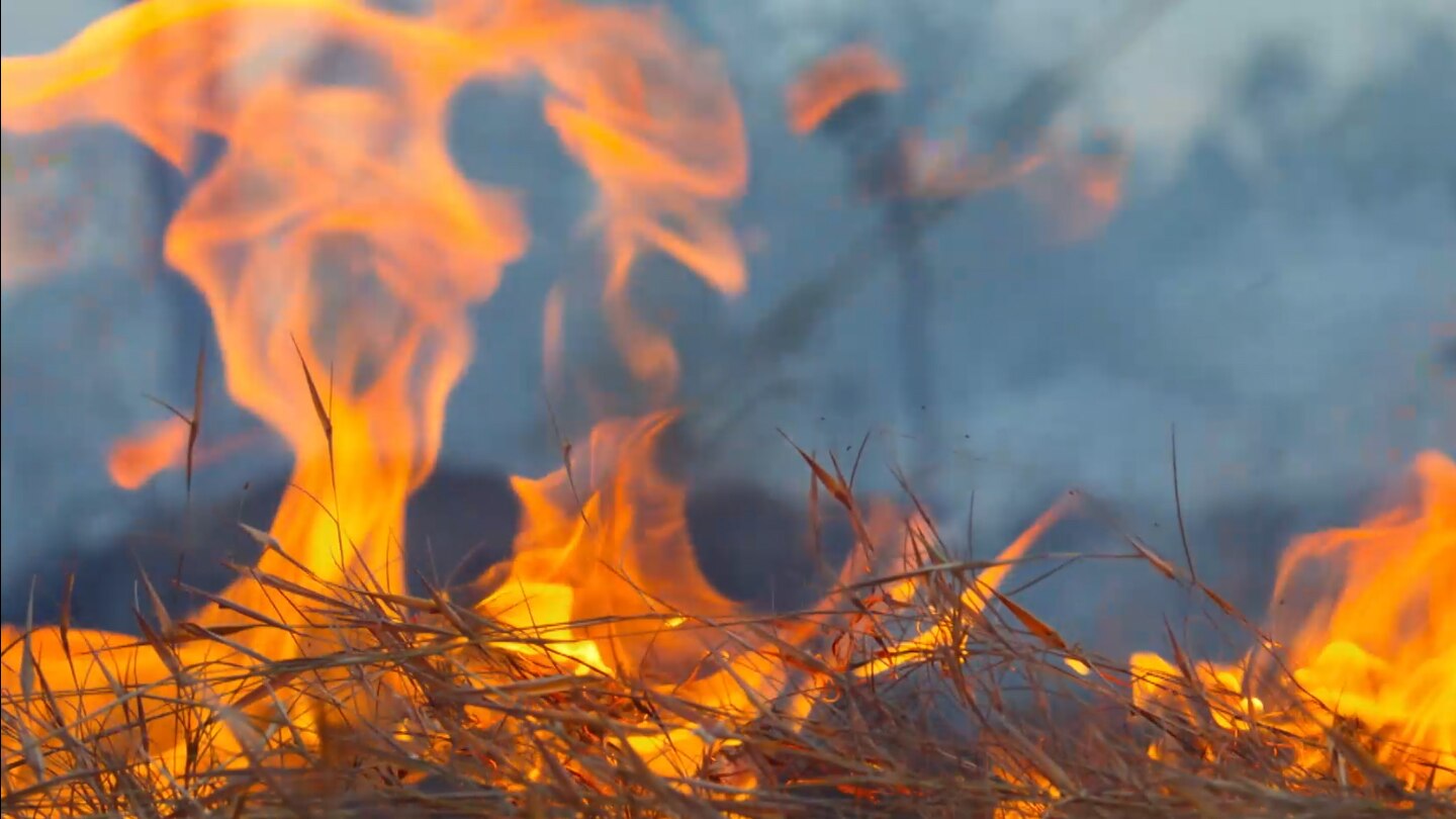 Australia's Wild Odyssey: The connection between cultural burning and ...